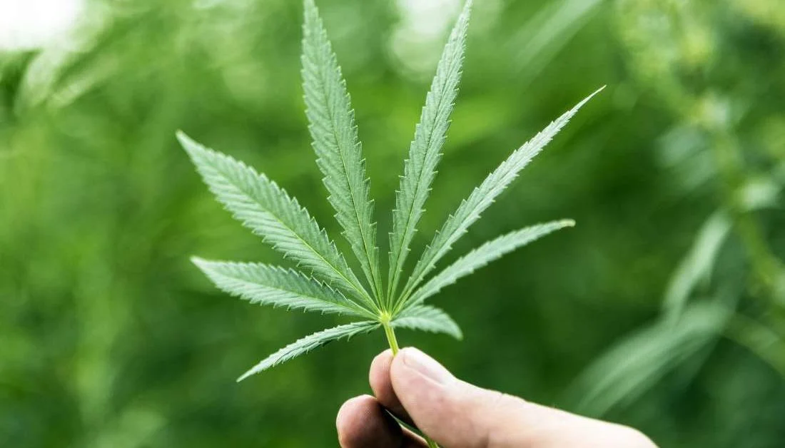 Guvernul propune reguli mai stricte pentru plantele și substanțele ...