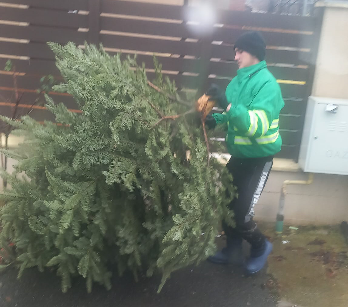 EcoVol ridică brazii de Crăciun în baza unei solicitări - Metropola TV